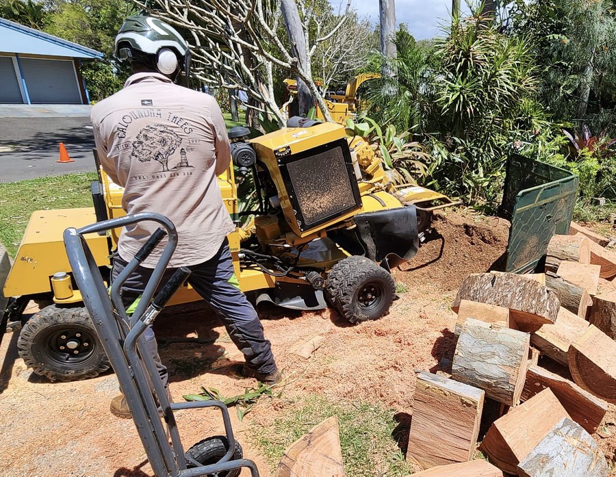 Stump Grinding | Caloundra Trees